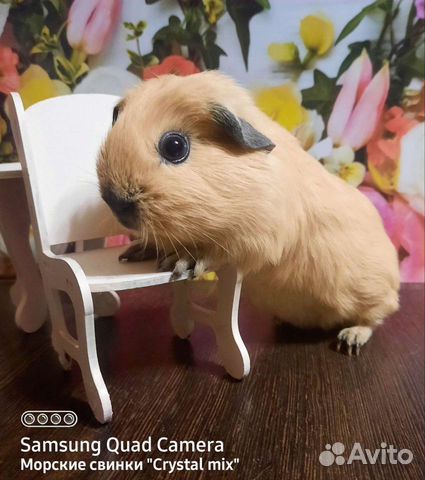 Морская свинка,малыш "калифорния"