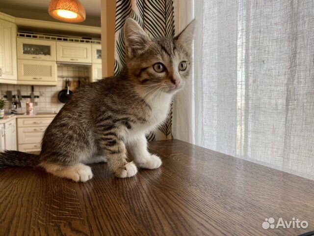 Котенок Вася с уникальной судьбой