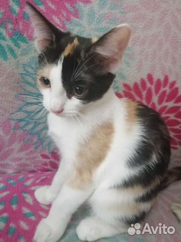 Котята в дар