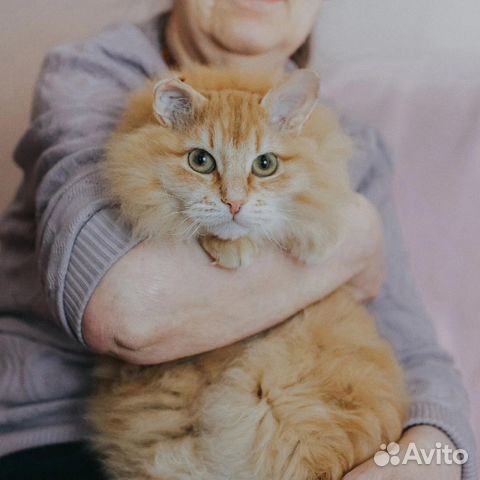 Похититель сердец красавец Рыж