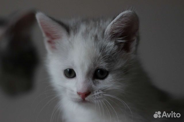 Котята талисманы