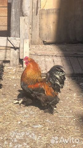 Питух и куры