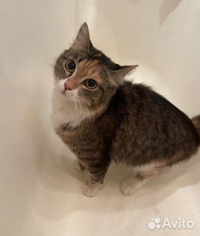 Кошка