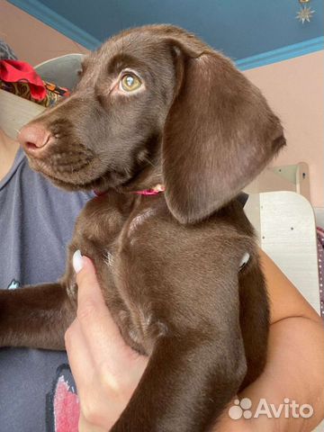 Щенки курцхаара