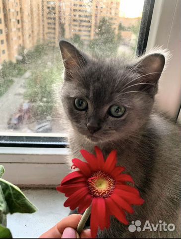 Британский котенок кошечка