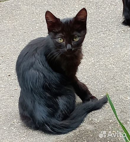 Уголёчки котята в добрые руки