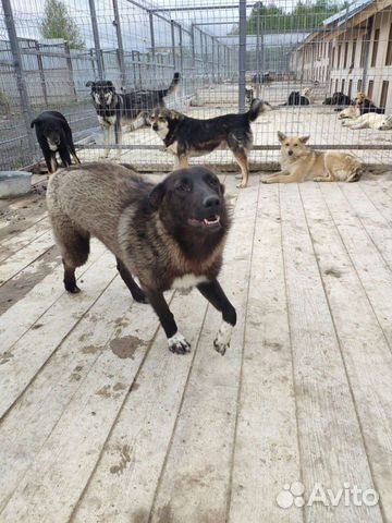 Собака Лиса