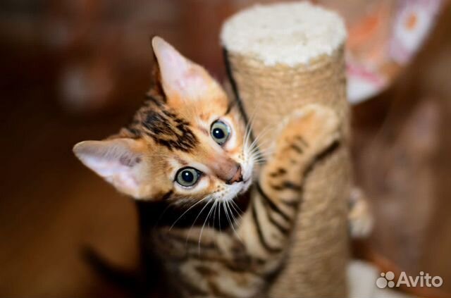 Бенгальские котята