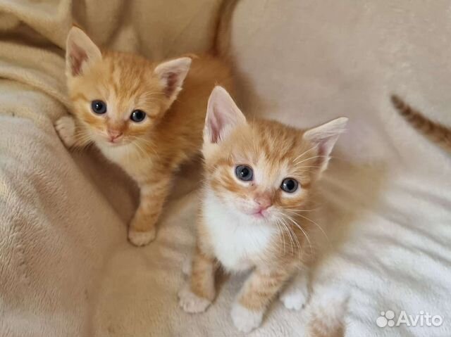 Рыжики 1 месяц в добрые руки