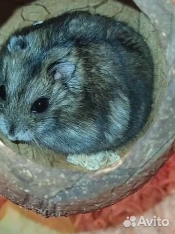 Джунгарский хомяк с клеткой