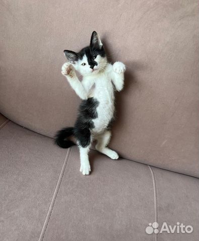 Бриллиантовый мальчик редкого окраса Арлекин