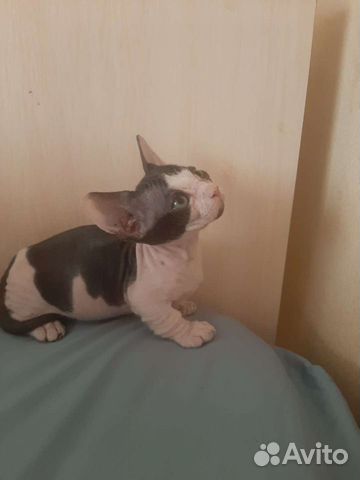 Котята бамбино