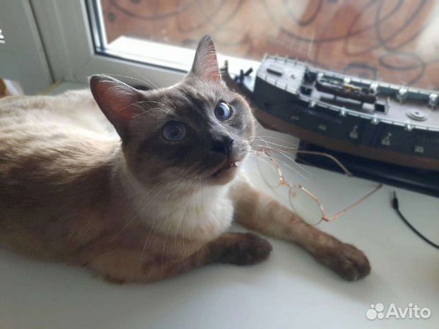 Кот Сиамец на вязку