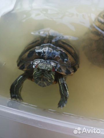 Черепаха. Бони и Клайд