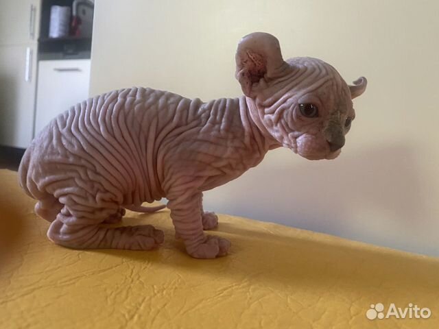 Сфинкс, эльф мальчик 1 месяц