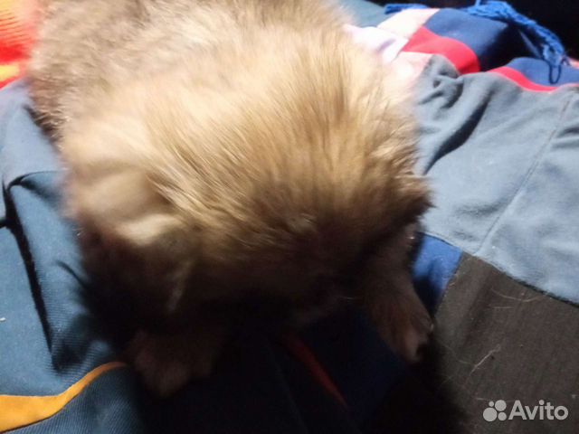 Продажа щенка