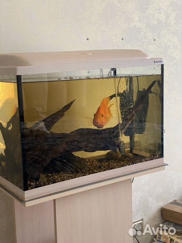 Аквариум с рыбками бесплатно
