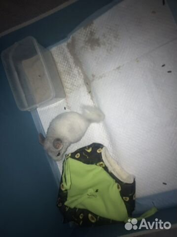 Домашние животные