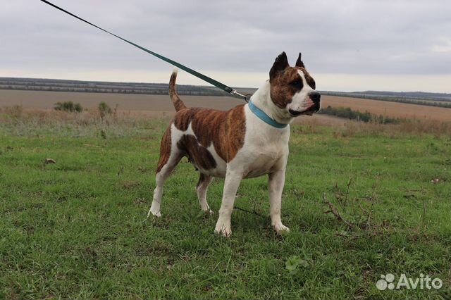 Рокси ищет дом