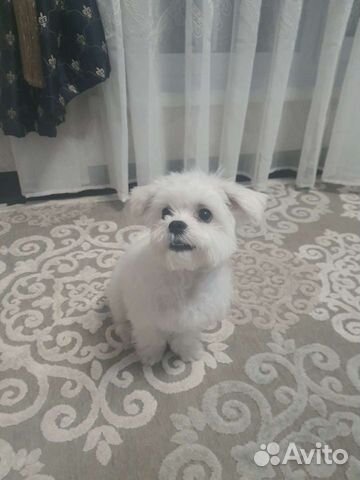 Щенок мальтезе