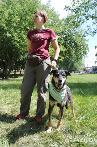 Клайд - крутой пёс Ищет дом и семью