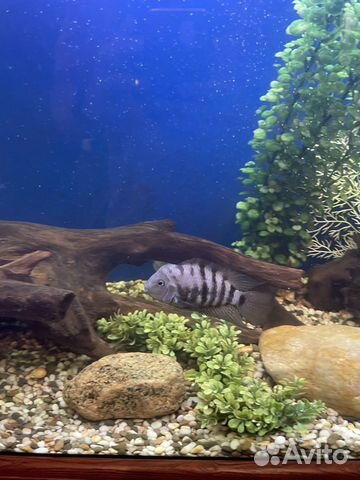 Аквариумные рыбки