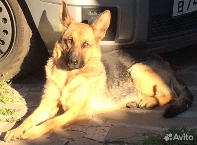 Щенки немецкой овчарки рабочего разведения