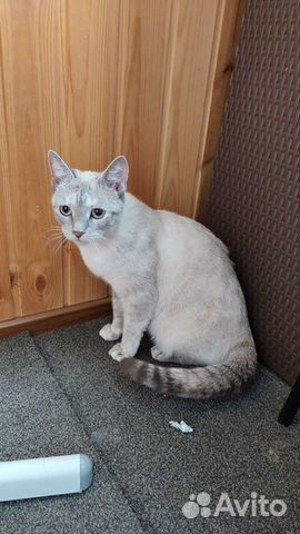 Кошка в дар бесплатно