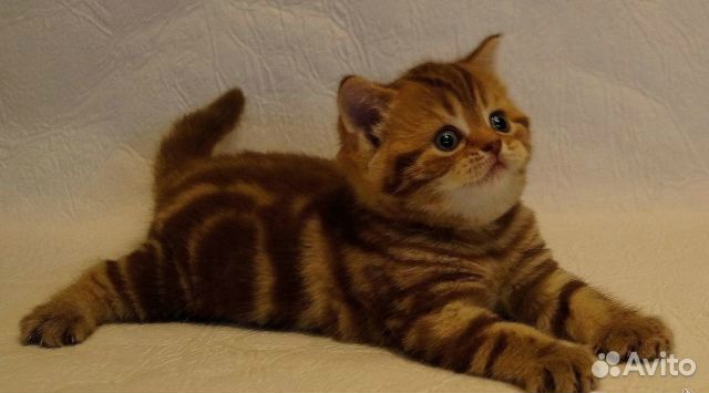 Самый красивый мраморный котик Гелик