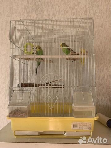 Отдадим попугаев