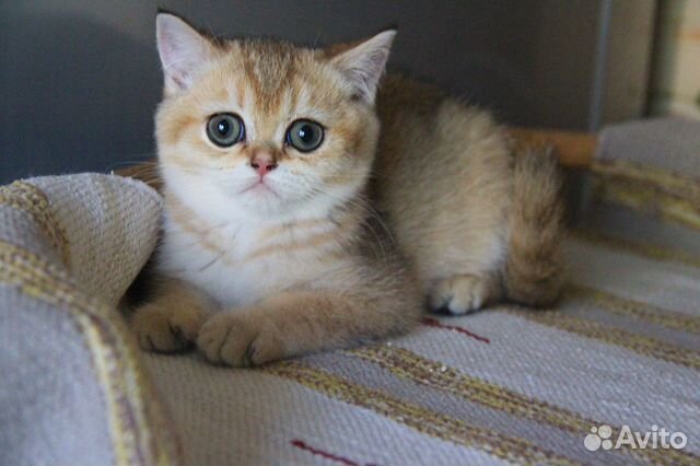 Карамелька - золотистая затушеванная кошечка
