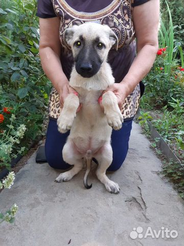 Щенок в добрые руки