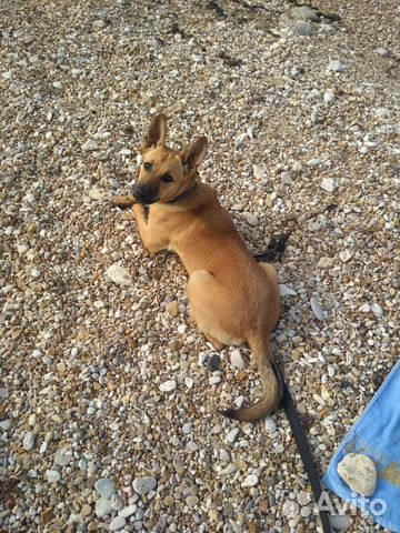 Активный щенок (7,5 мес.), умница. Видео