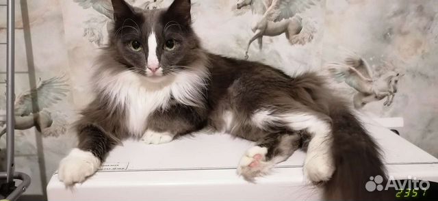 Кошка в дар бесплатно