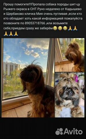 Помогите найти собаку