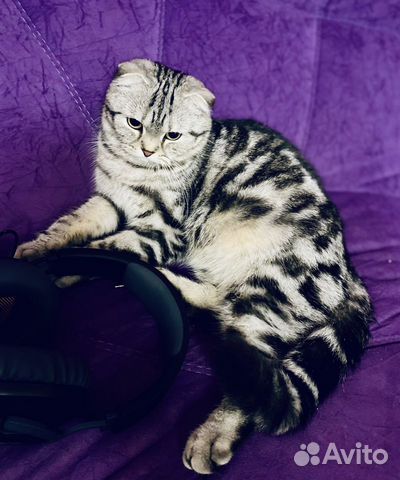 Шотландская вислоухая кошечка в разведение