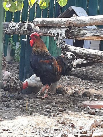 Бесплатно петух