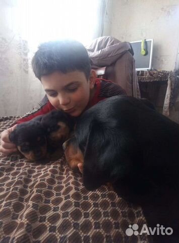 Щенок ротвейлера