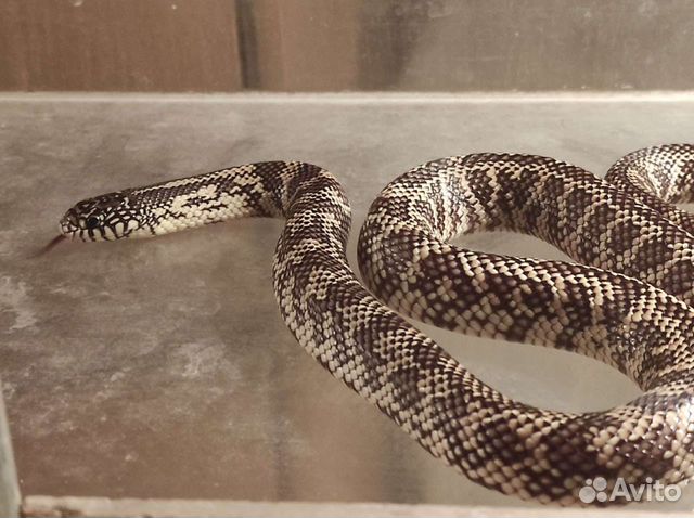 Королевские змеи