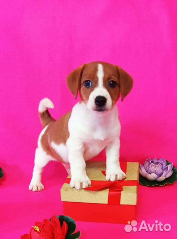 Очень красивые детки - джек рассел