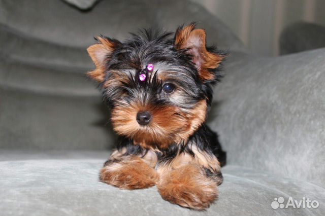 Йоркширские девчули-красотули