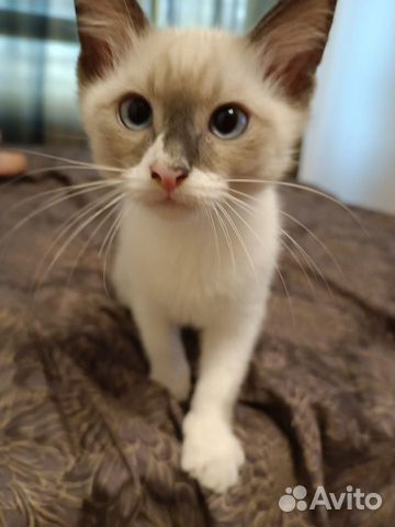 Котенок