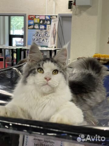 Котик Бруно