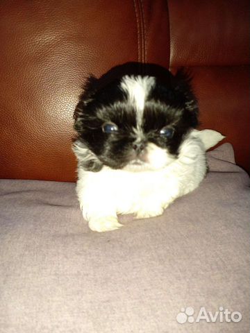 Щенки пекинеса