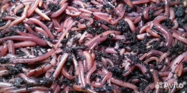 Калифорнийские черви