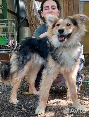 Франц в добрые руки