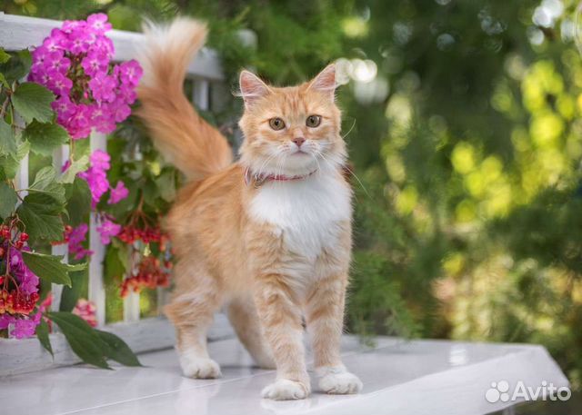 Кошка в дар бесплатно