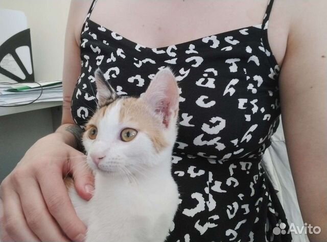 Кошка в дар бесплатно