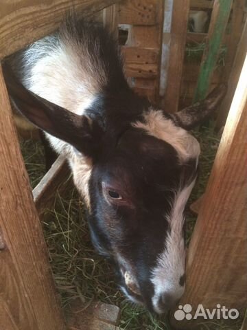 Козел альпийский комолый