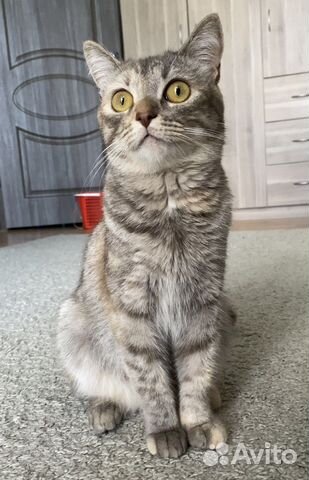 Ласковая кошка ищет дом